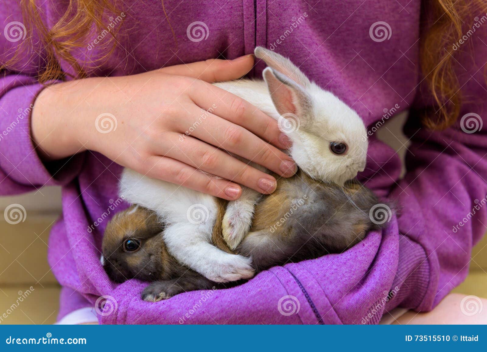 Girl Holding Two Pet Rabbits Stock Photo - Image of rabbits, easter ...
