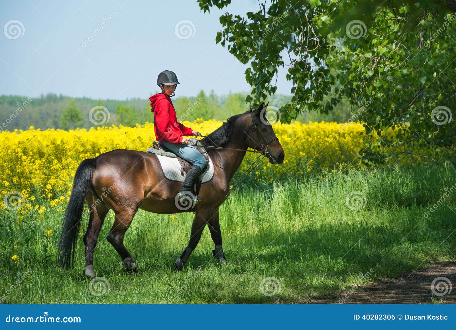 Girl on horseback riding stock photo. Image of forest - 40282306