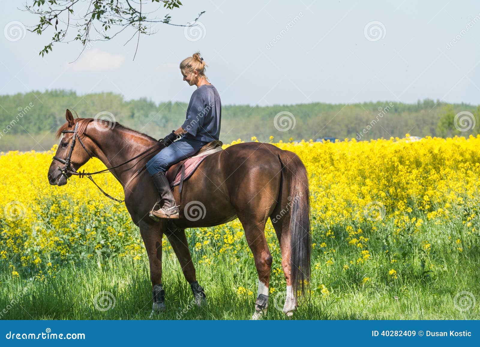 Girl on horseback riding stock image. Image of sport - 40282409