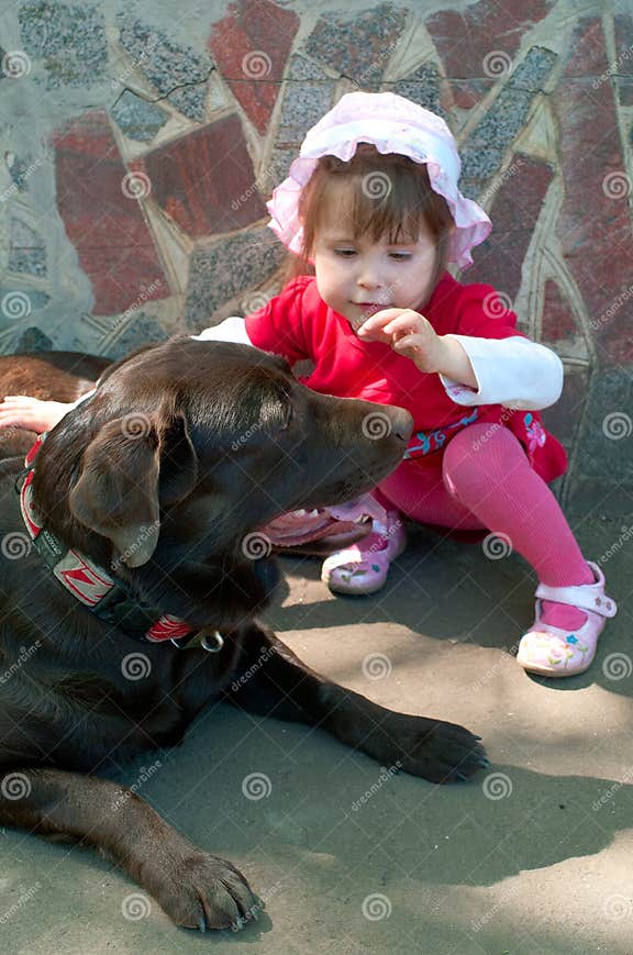 Girl and the labrador stock photo. Image of brown, beauty - 14263298