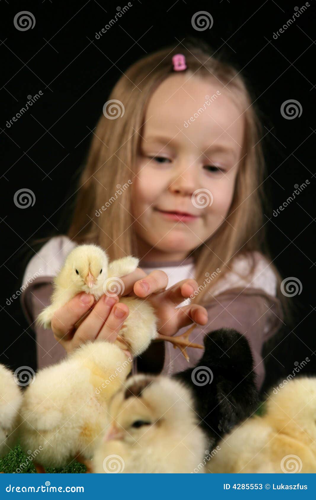 Girl and little chickens 1 stock image. Image of poultry - 4285553