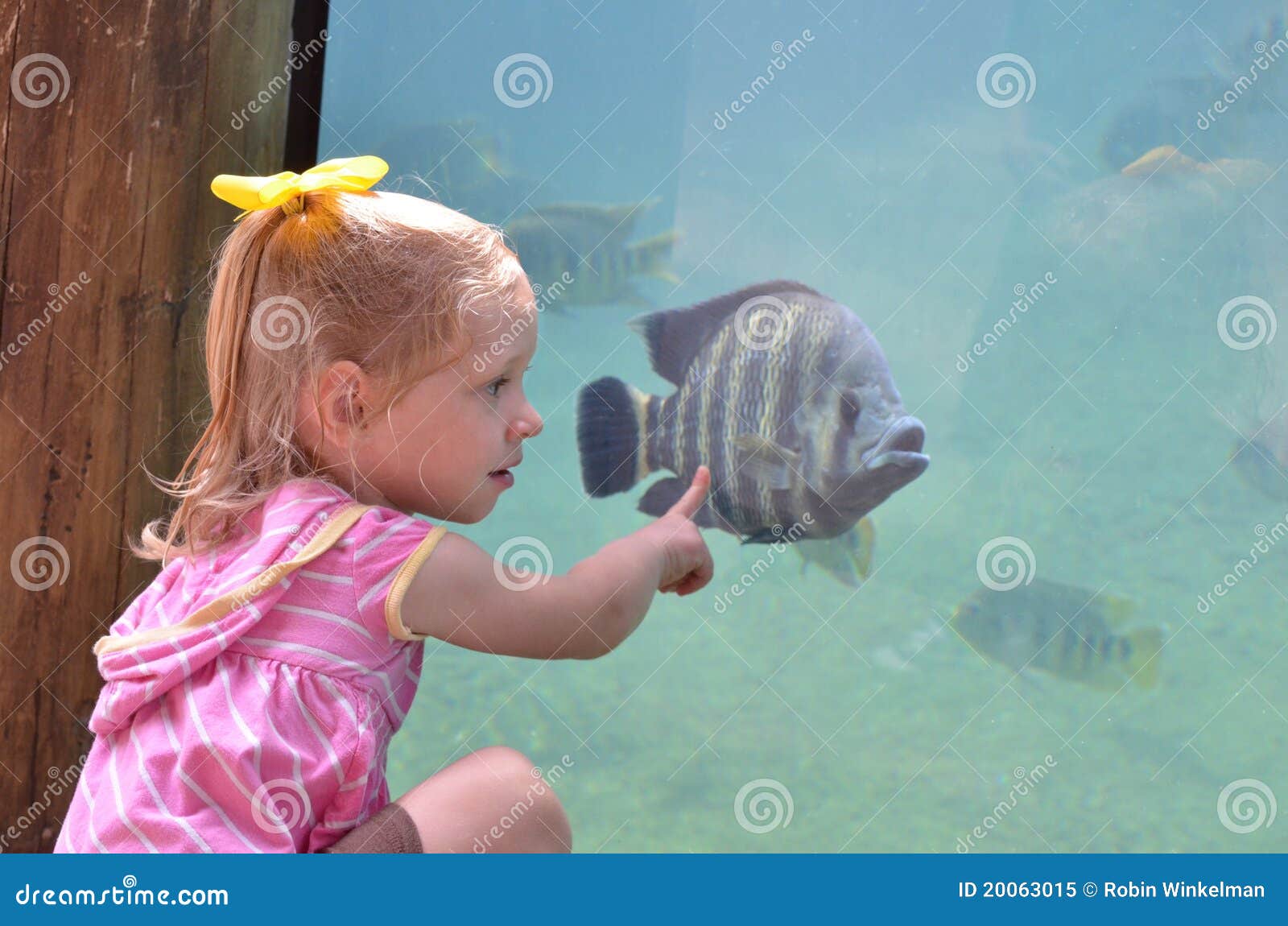 Girl looking at fish stock image. Image of showing, taps - 20063015