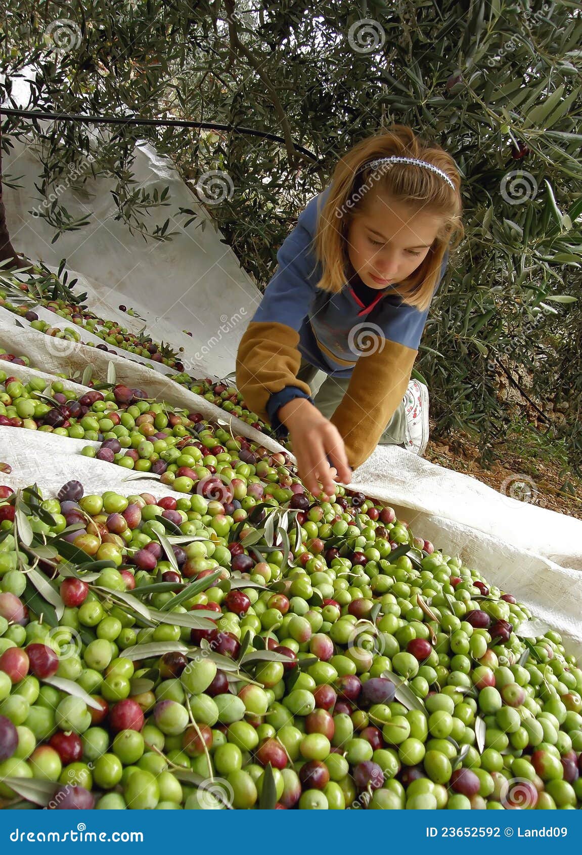 Girl and olives stock photo. Image of girl, agriculture - 23652592