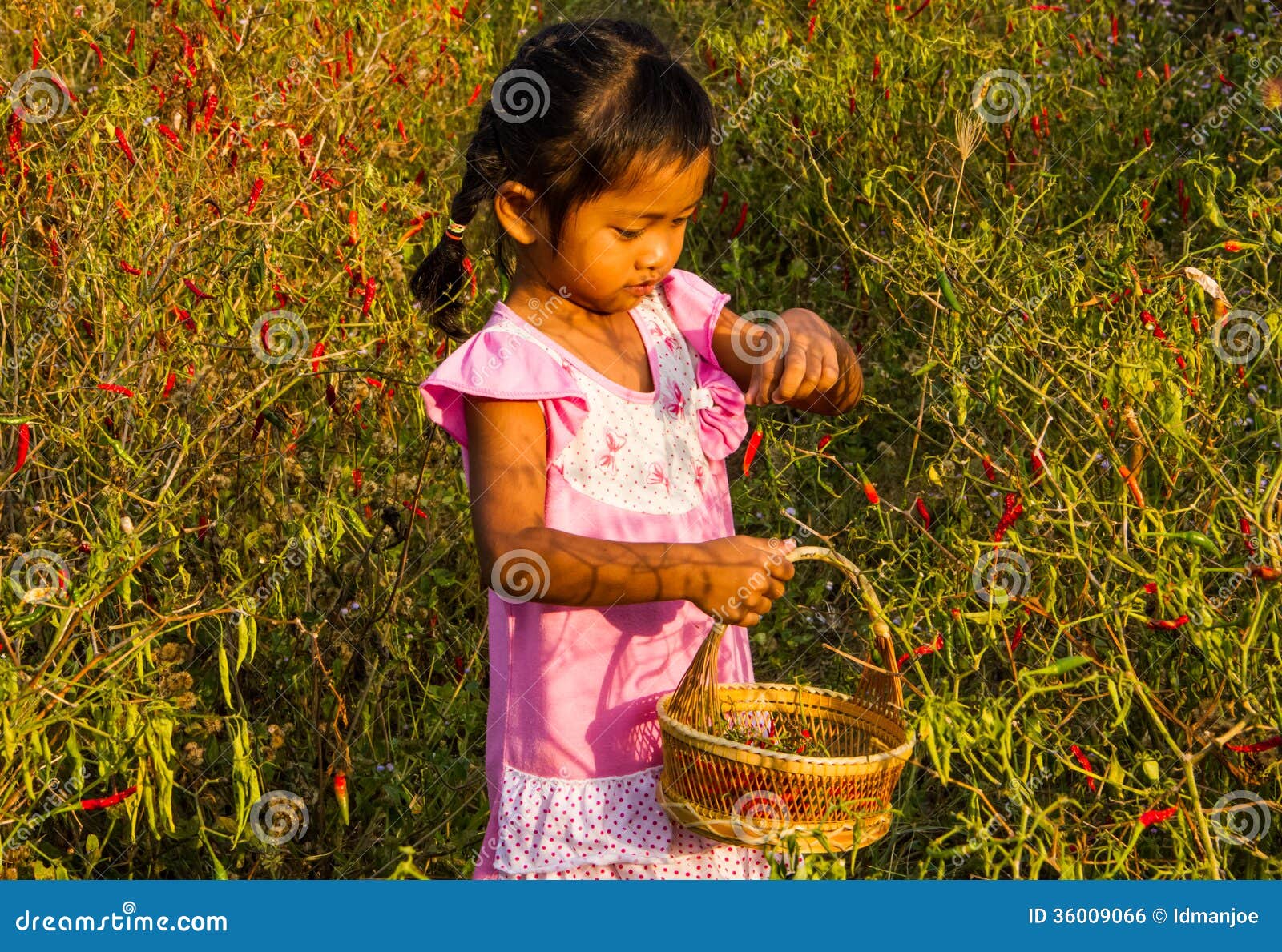 Girl pick up chilli. stock photo. Image of harvest, freshness - 36009066
