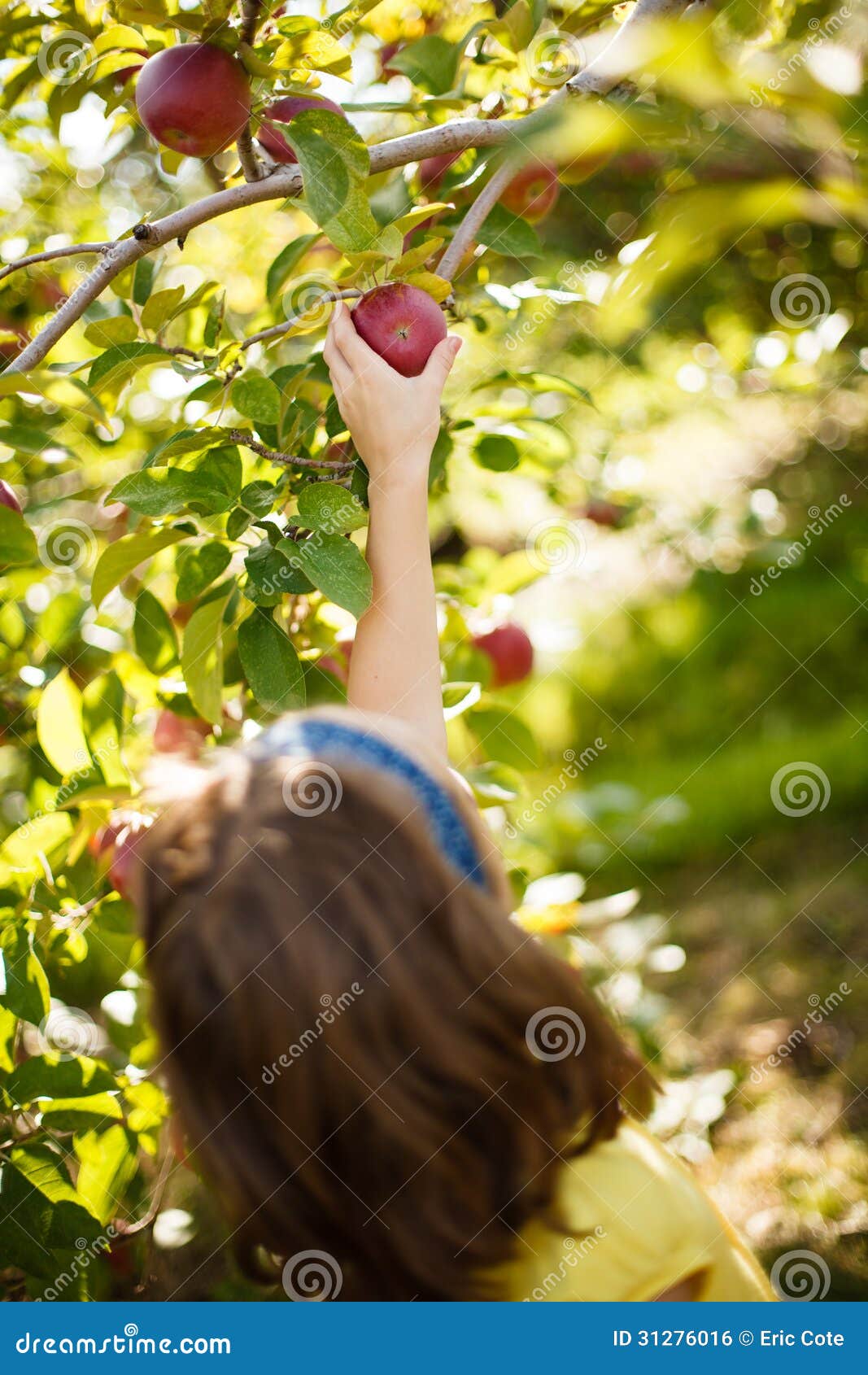 Girl picking an apple stock photo. Image of child, little - 31276016