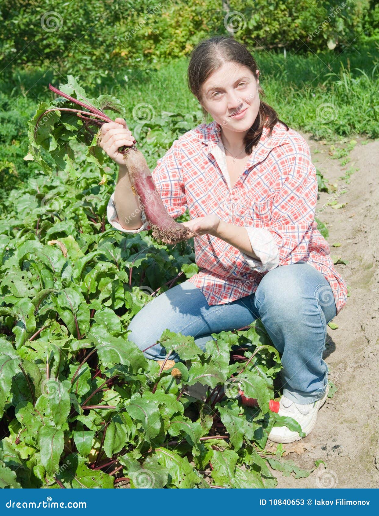 Girl picking beet in field stock image. Image of plant - 10840653