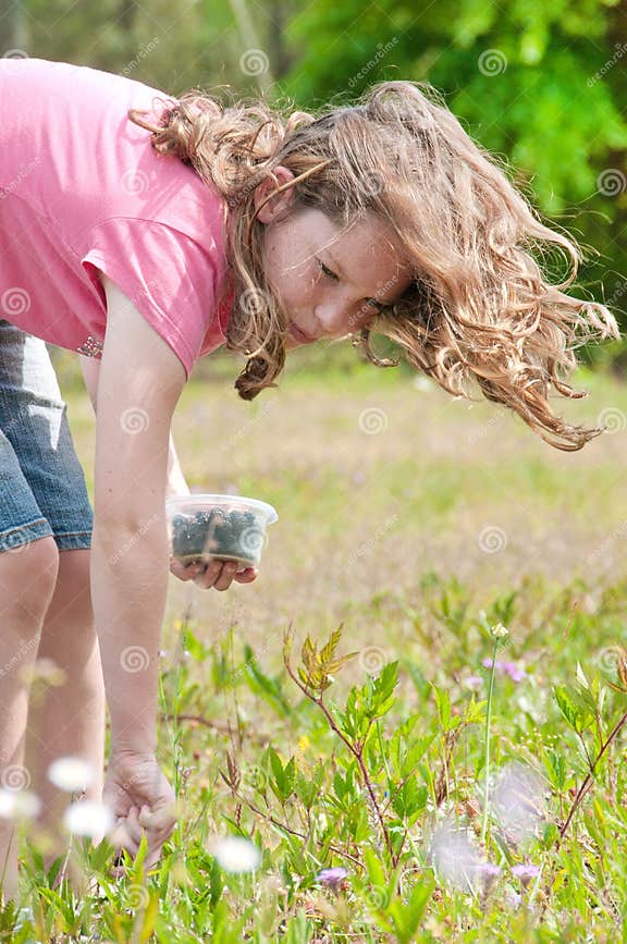 Girl picking berries stock photo. Image of collecting - 19214692