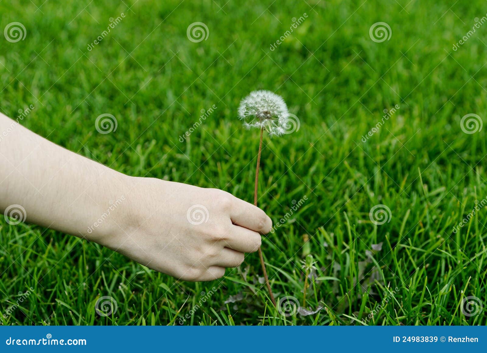 A Girl is Picking a Dandelion Stock Image - Image of flower, hand: 24983839