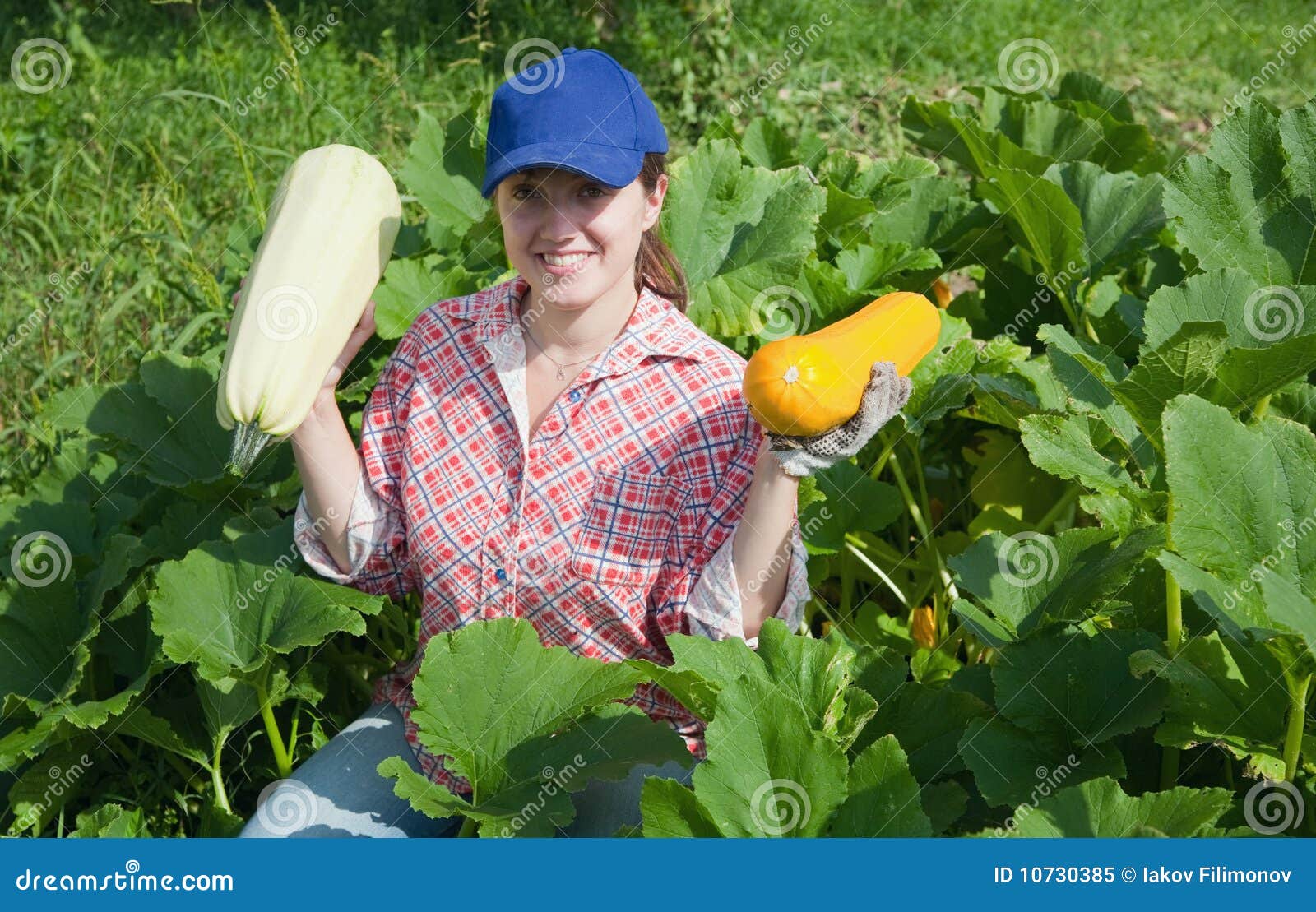 Girl Picking Marrow in the Field Stock Image - Image of collecting ...