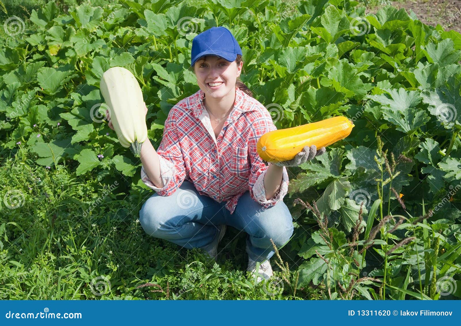 Girl Picking Marrow in the Field Stock Photo - Image of healthy ...