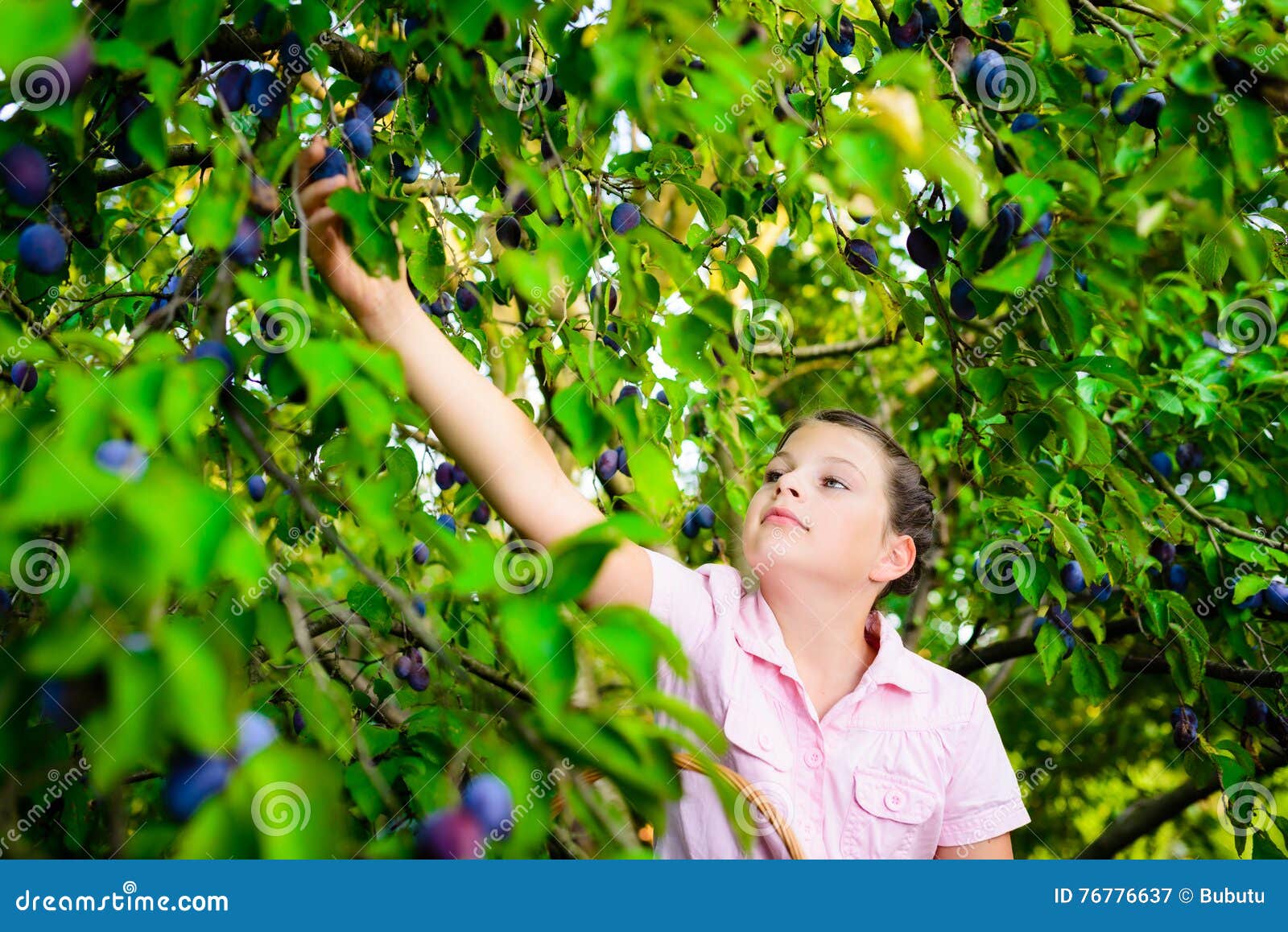 Girl Picking Plums from a Tree Stock Image - Image of plant, harvest ...