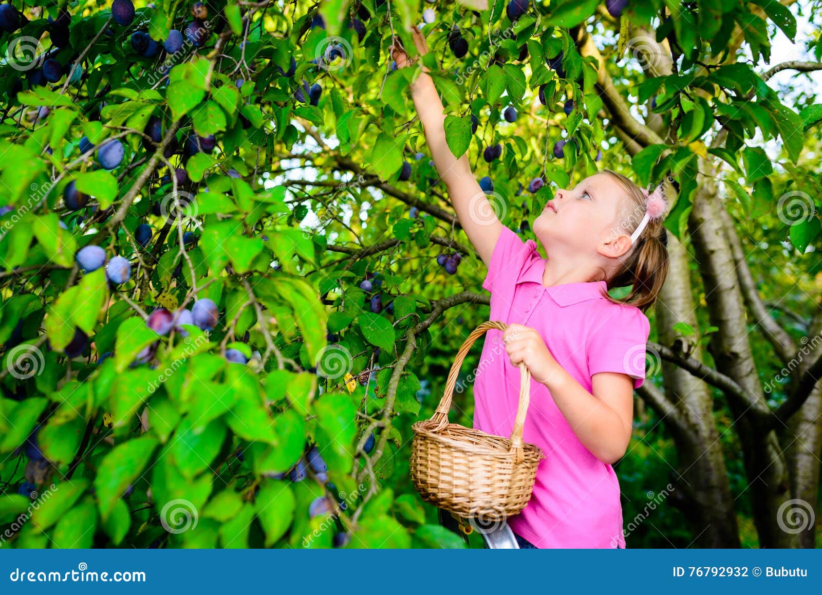 Girl Picking Plums from a Tree Stock Photo - Image of collecting ...