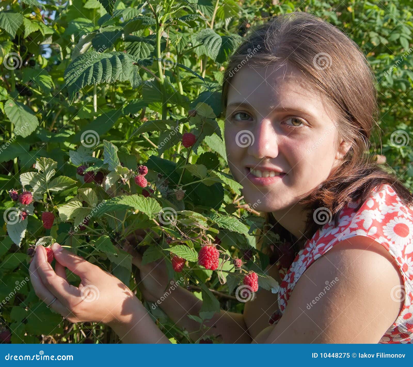 Girl Picking Raspberry in the Field Stock Image - Image of natural ...