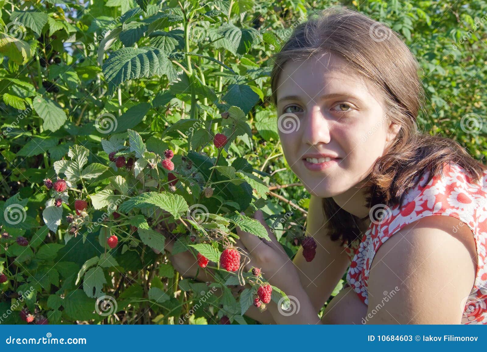 Girl Picking Raspberry in the Field Stock Image - Image of raspberry ...