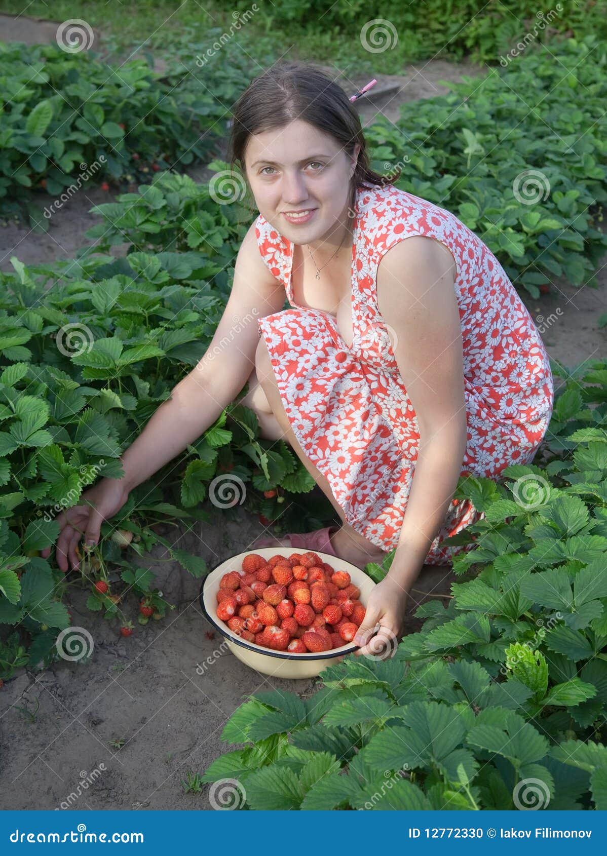Girl Picking Strawberry in the Field Stock Photo - Image of girl ...