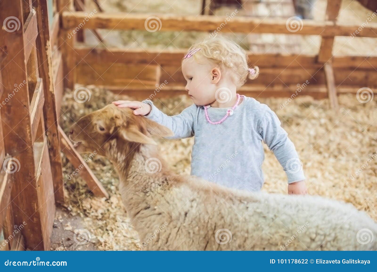 Girl Play with the Lamb on the Farm Stock Photo - Image of kindergarten ...