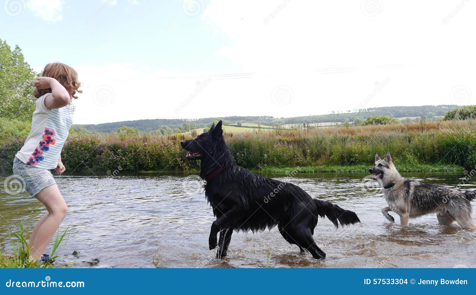 Dogs In River Stock Photo | CartoonDealer.com #71401914