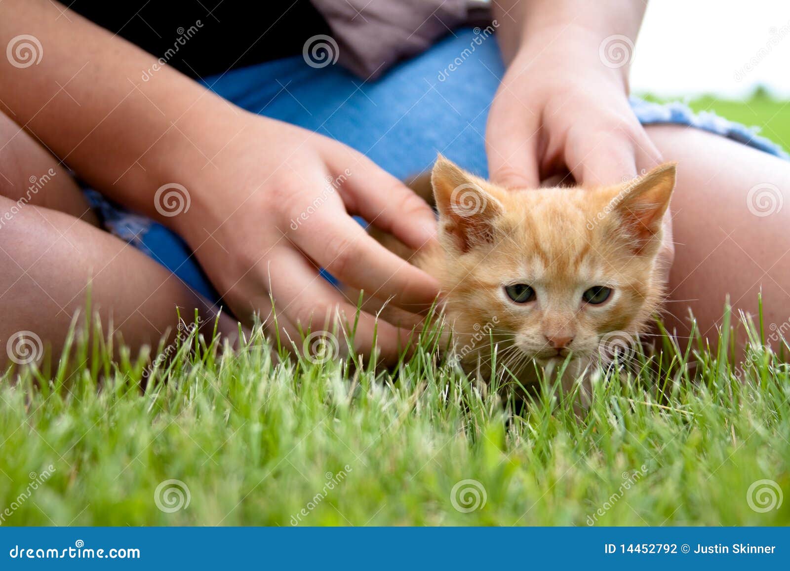 Girl Playing with Kitten stock photo. Image of yellow - 14452792