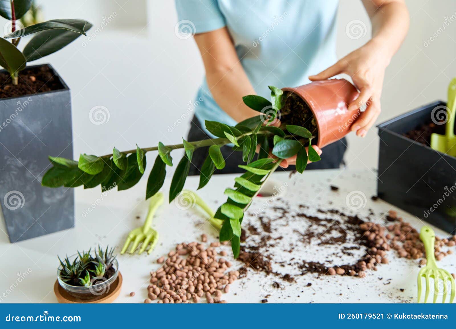 The Girl is Pulling a Flower Out of the Pot for Transplanting into a ...