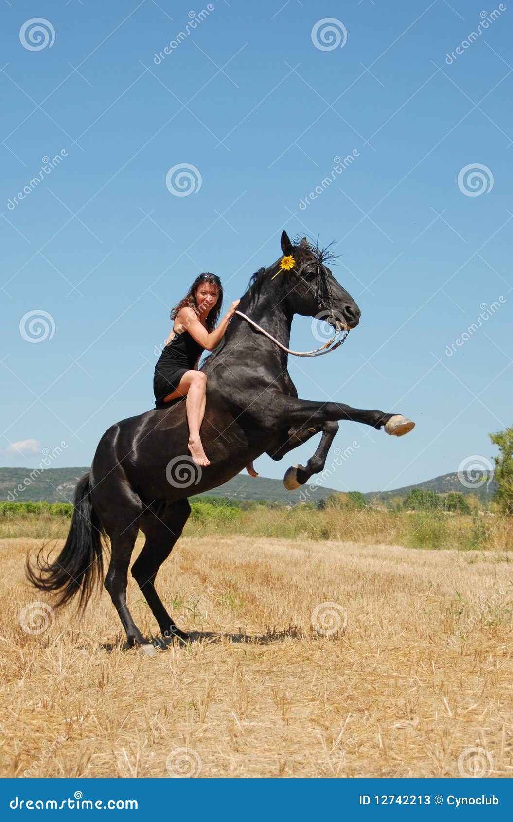 White Horse Rearing With Rider