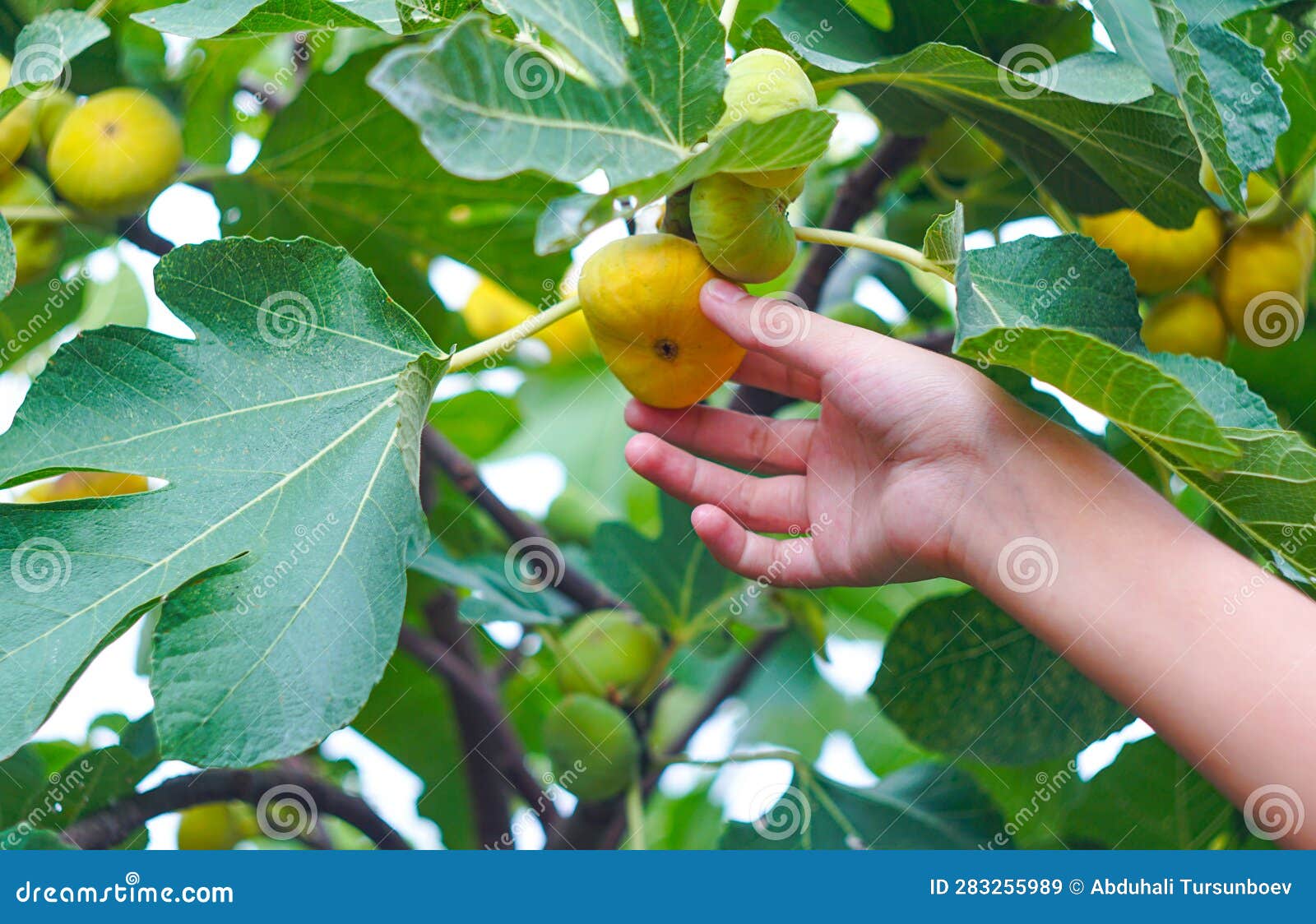 The Girl S Hand is Picking Figs Stock Image - Image of green, branch ...