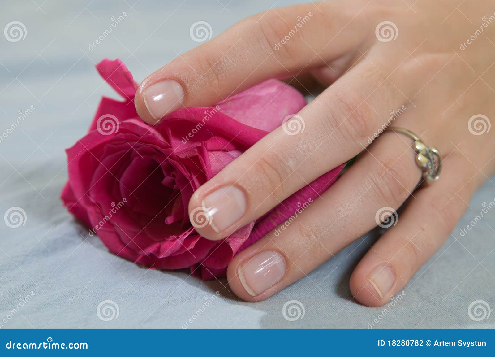 Girl s hand on pink rose stock photo. Image of girl, nail - 18280782