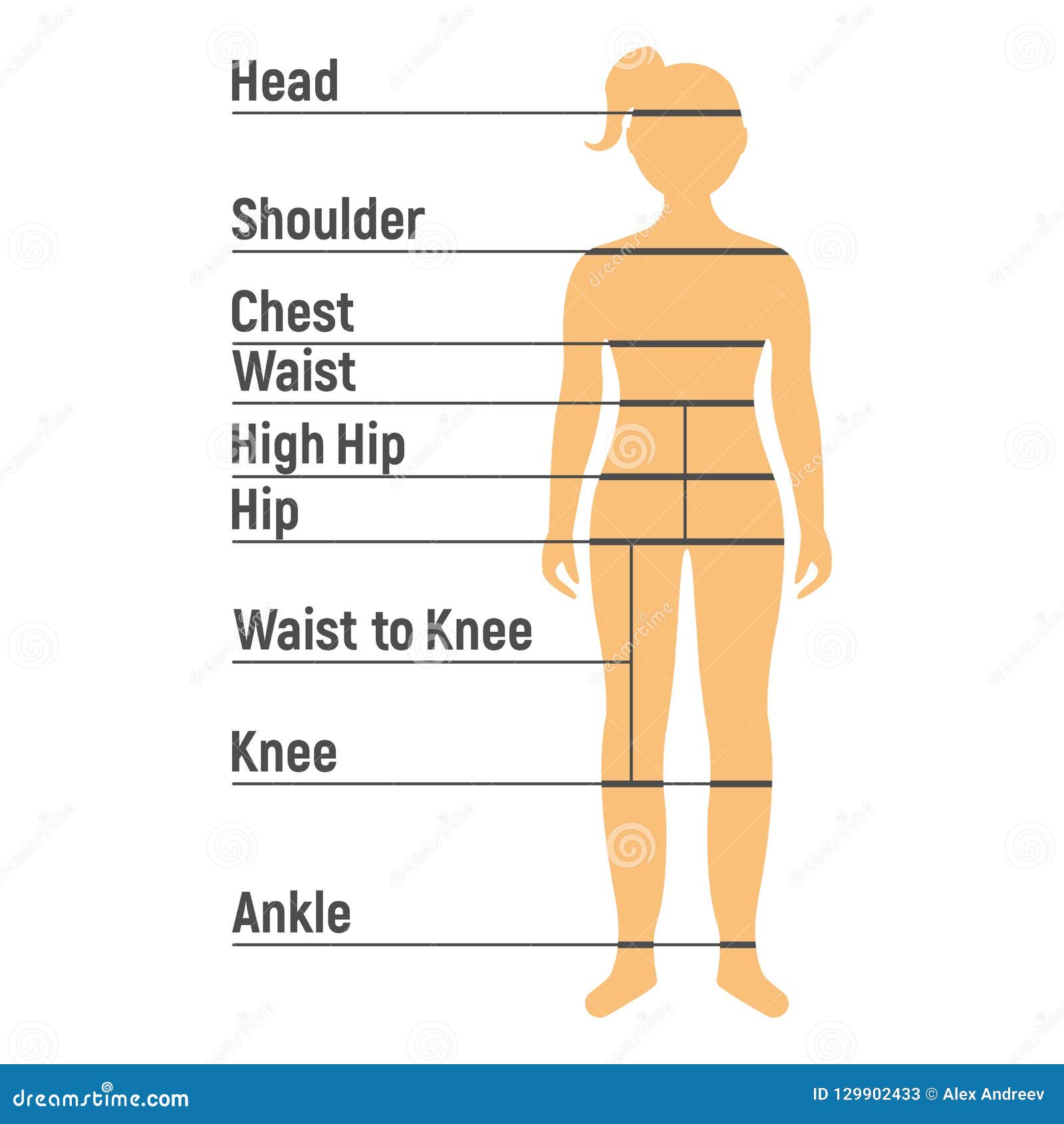 Girl Size Chart Human Front Side Silhouette Stock Vector