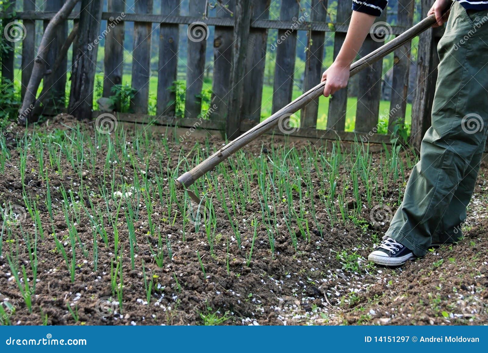Girl Spading In The Garden Picture. Image: 14151297