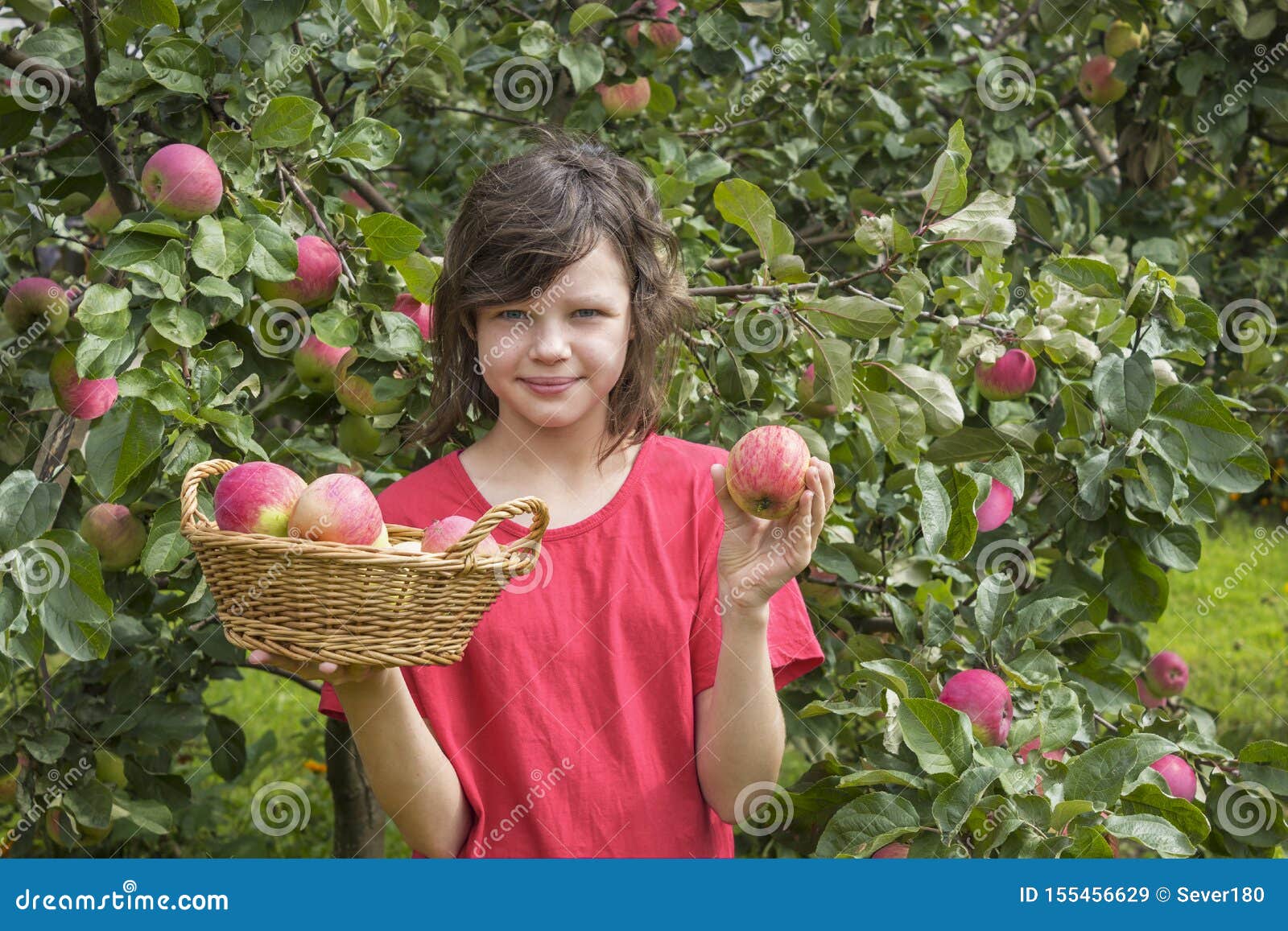 Girl Stands Under an Apple Tree with a Basket Full of Apples Stock ...
