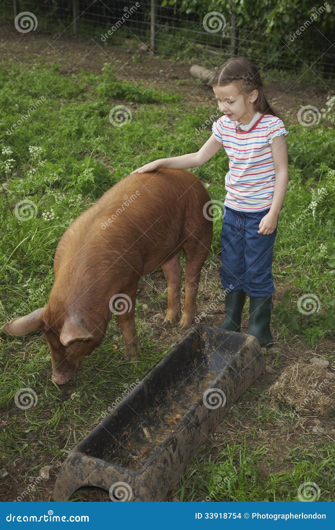 Girl Stroking Pig in Sty stock photo. Image of pigpen - 33918754