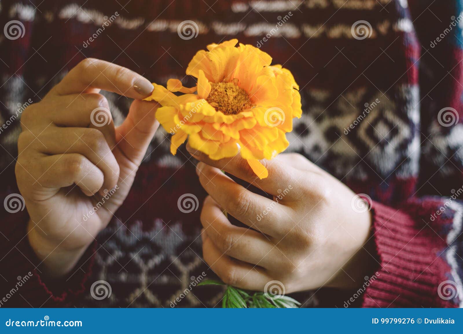 Marigold in hands stock photo. Image of girl, flora, petal - 99799276