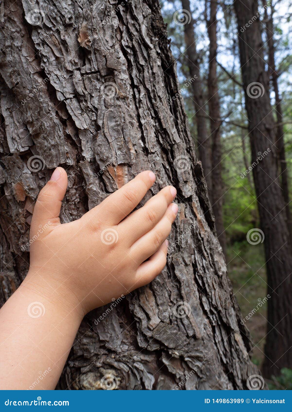 Girl touching tree stock image. Image of healthy, nature - 149863989