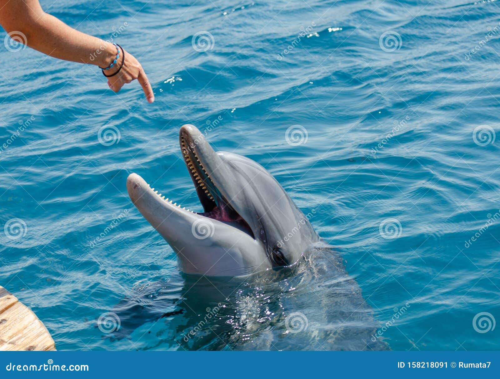 Girl Trainer Instructs Dolphin To Do Some Tricks Stock Image - Image of ...