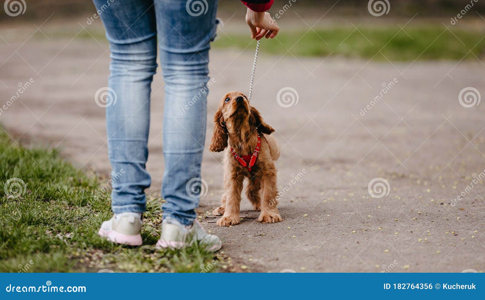 Girl Trains a Cocker Spaniel Puppy Stock Photo - Image of friendship ...