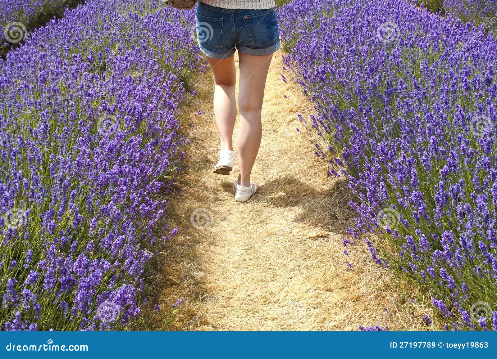 Girl Walking Away in a Field of Lavender Stock Image - Image of happy ...