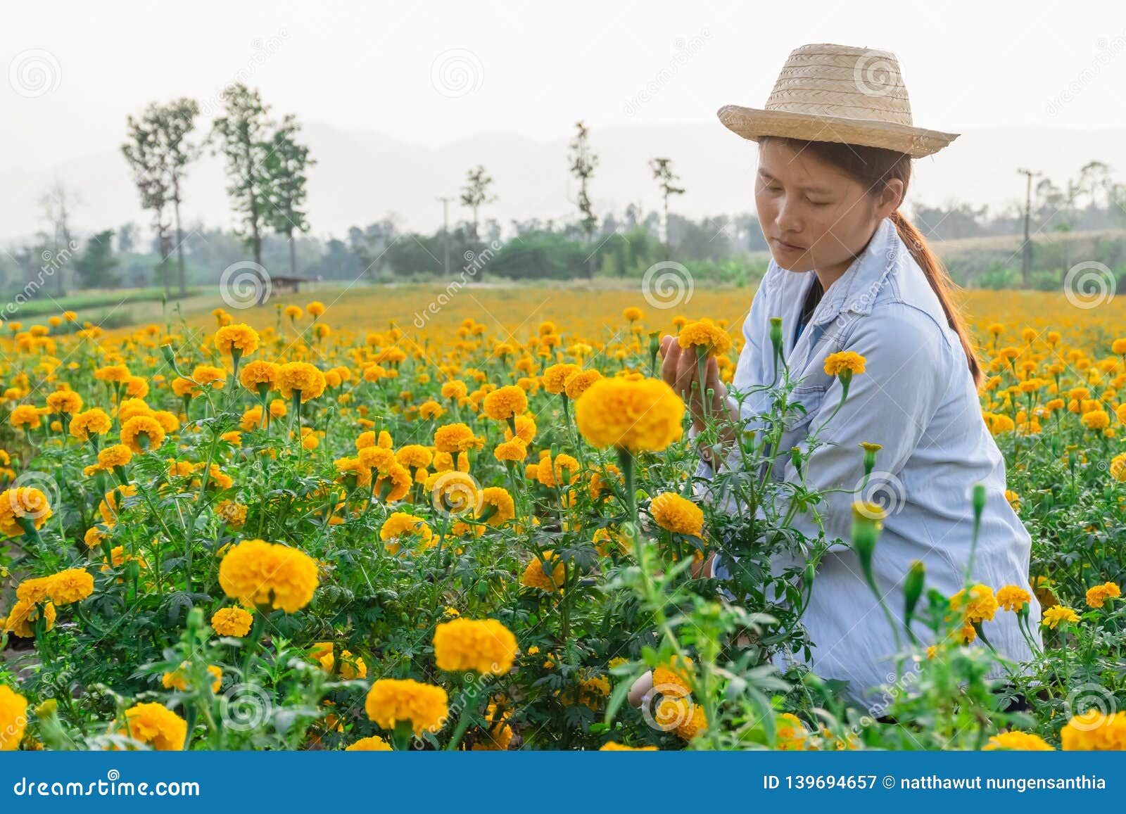 Girl Watching Yellow Marigold Flowers Stock Image - Image of marigold ...