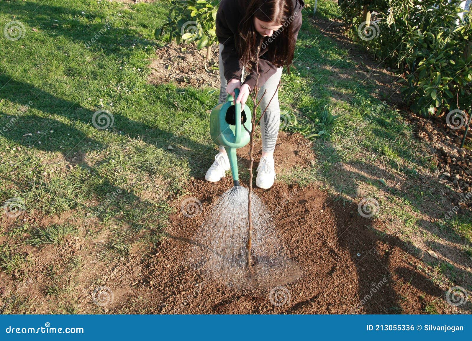 A Girl Watering Young Fruit Tree Stock Photo - Image of tree, nature ...