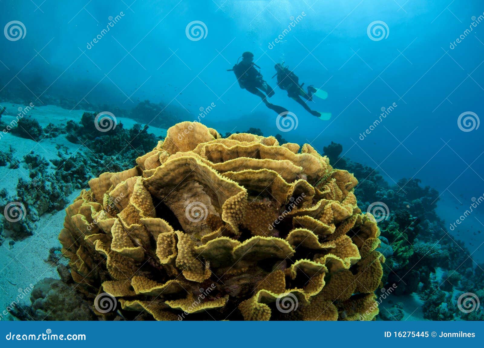 Girlfriend and Boyfriend Scuba Dive Stock Image - Image of people ...