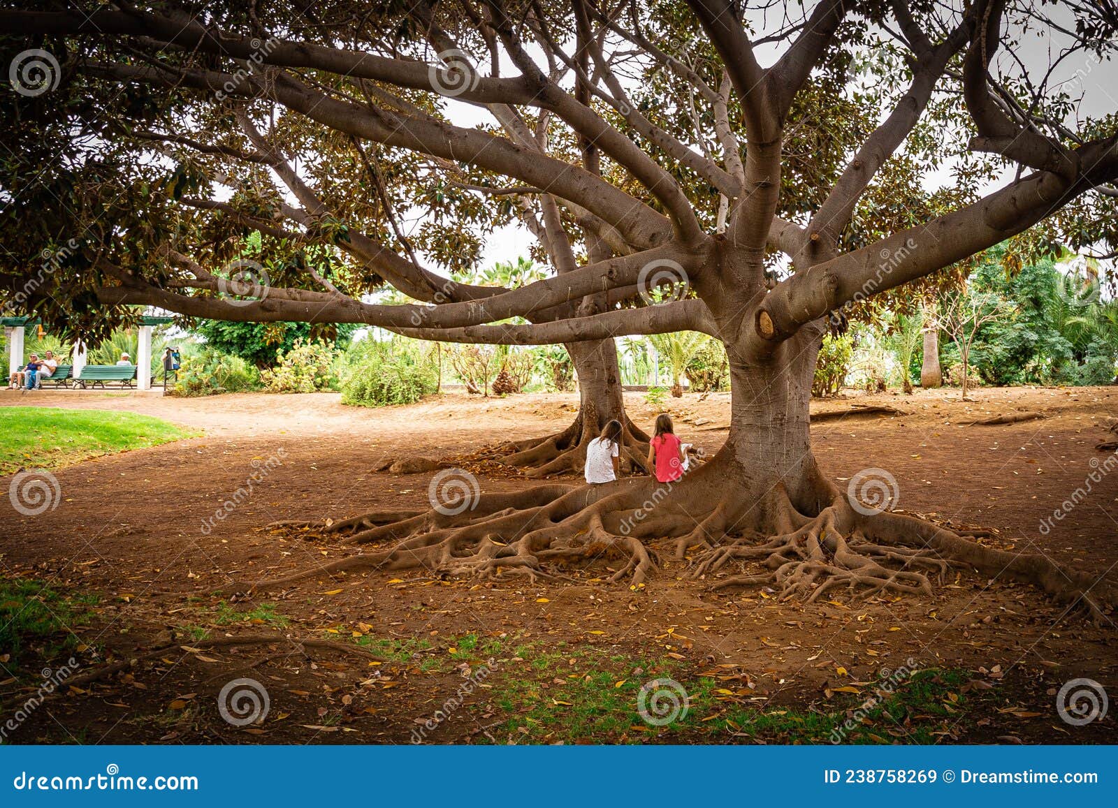 Girlfriends Sit on the Roots of a Tree and Talk Stock Image - Image of ...