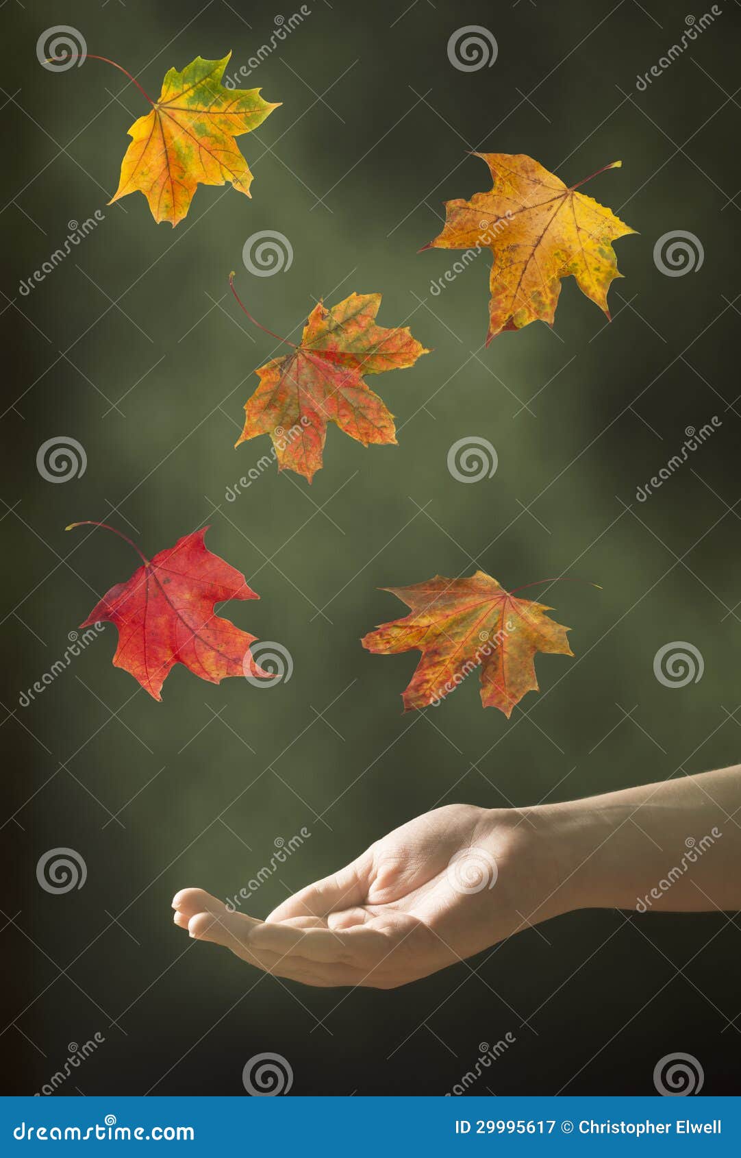 Catching Leaves stock image. Image of leaves, catching - 29995617