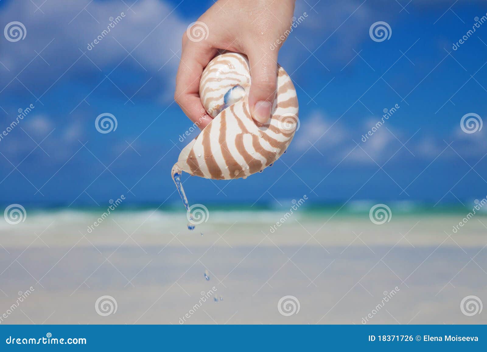 Girls Hand Pouring Water from Nautilus Shell Stock Photo - Image of ...