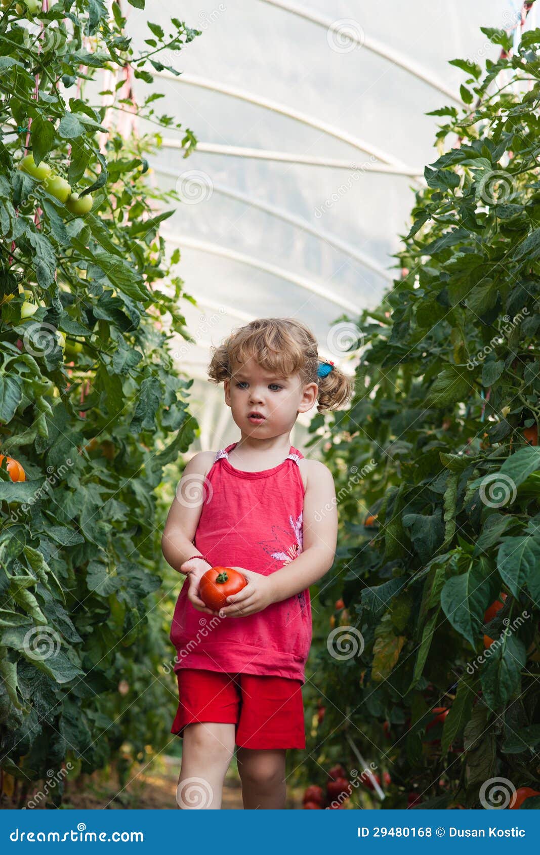 Girls picked tomatoes stock photo. Image of girls, greenhouse - 29480168