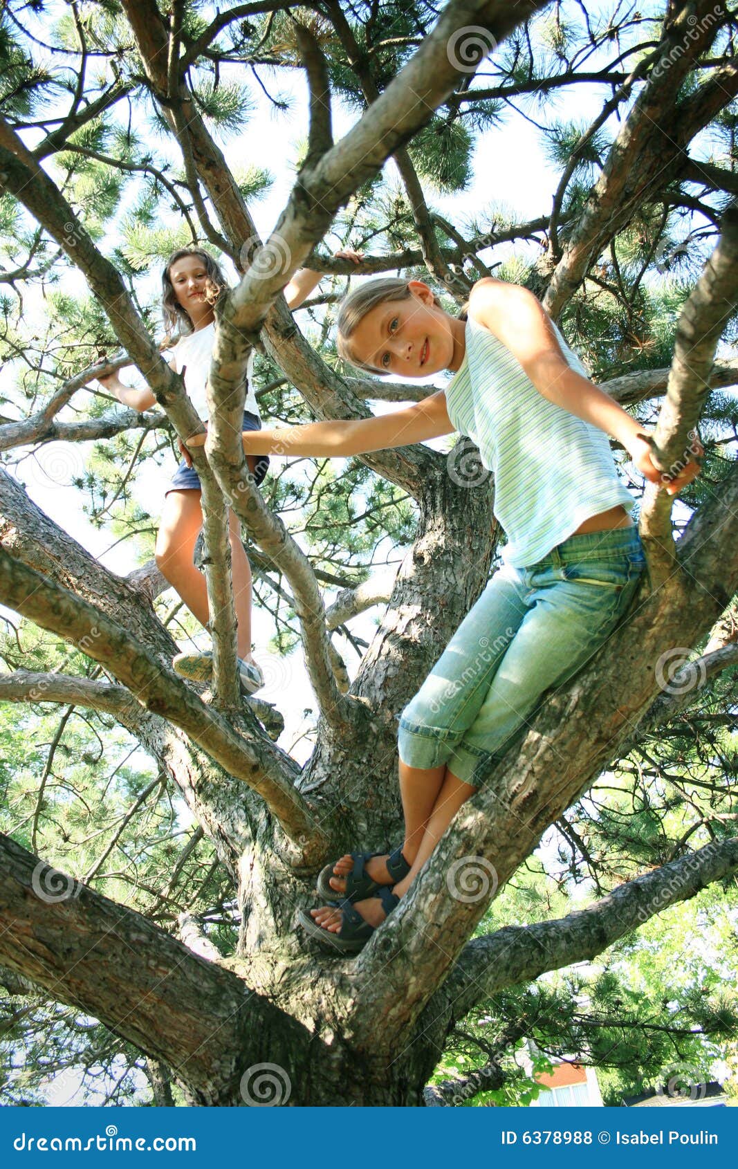 Tree Limbs Stacked Up In The Woods For Shelter Stock Image ...