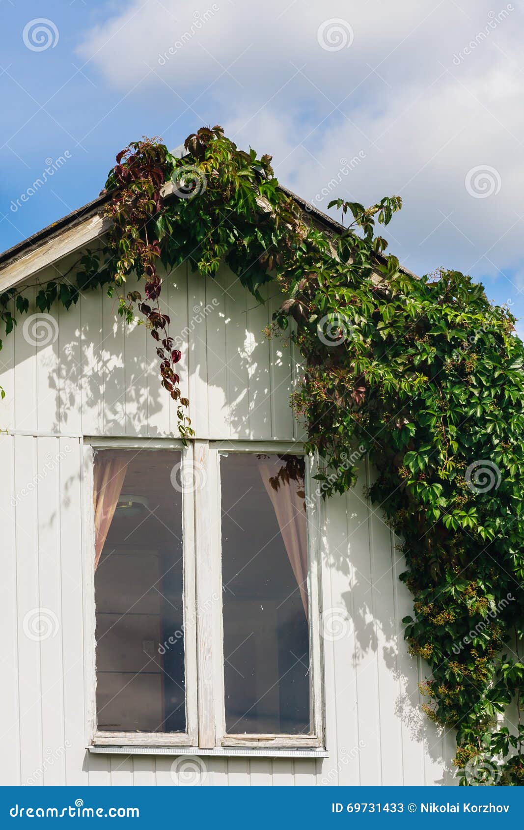 Girls (wild) Vines Growing Around the Windows on the Wall Stock Image ...