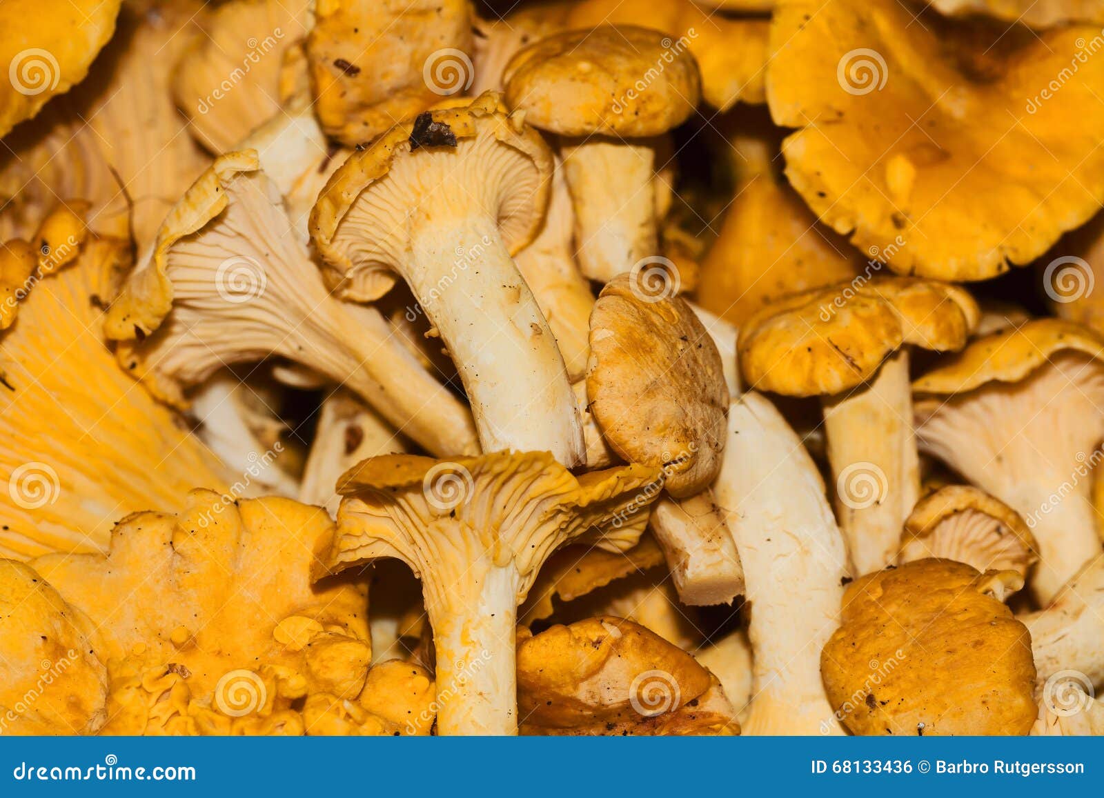 Girolles 库存照片. 图片 包括有 烹调, 食物, 弯脚的, 蘑菇, 成份, 本质, 准备好, 挑库 - 68133436