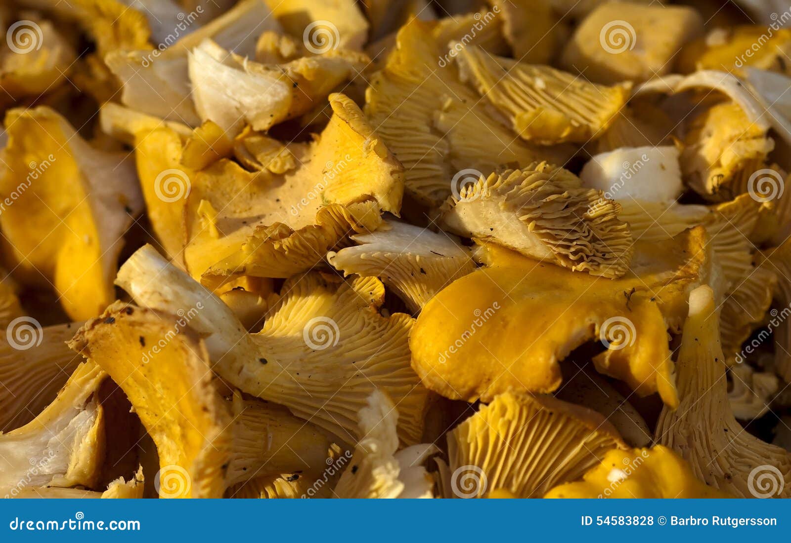 Girolles stock photo. Image of cantharellus, mushroom - 54583828