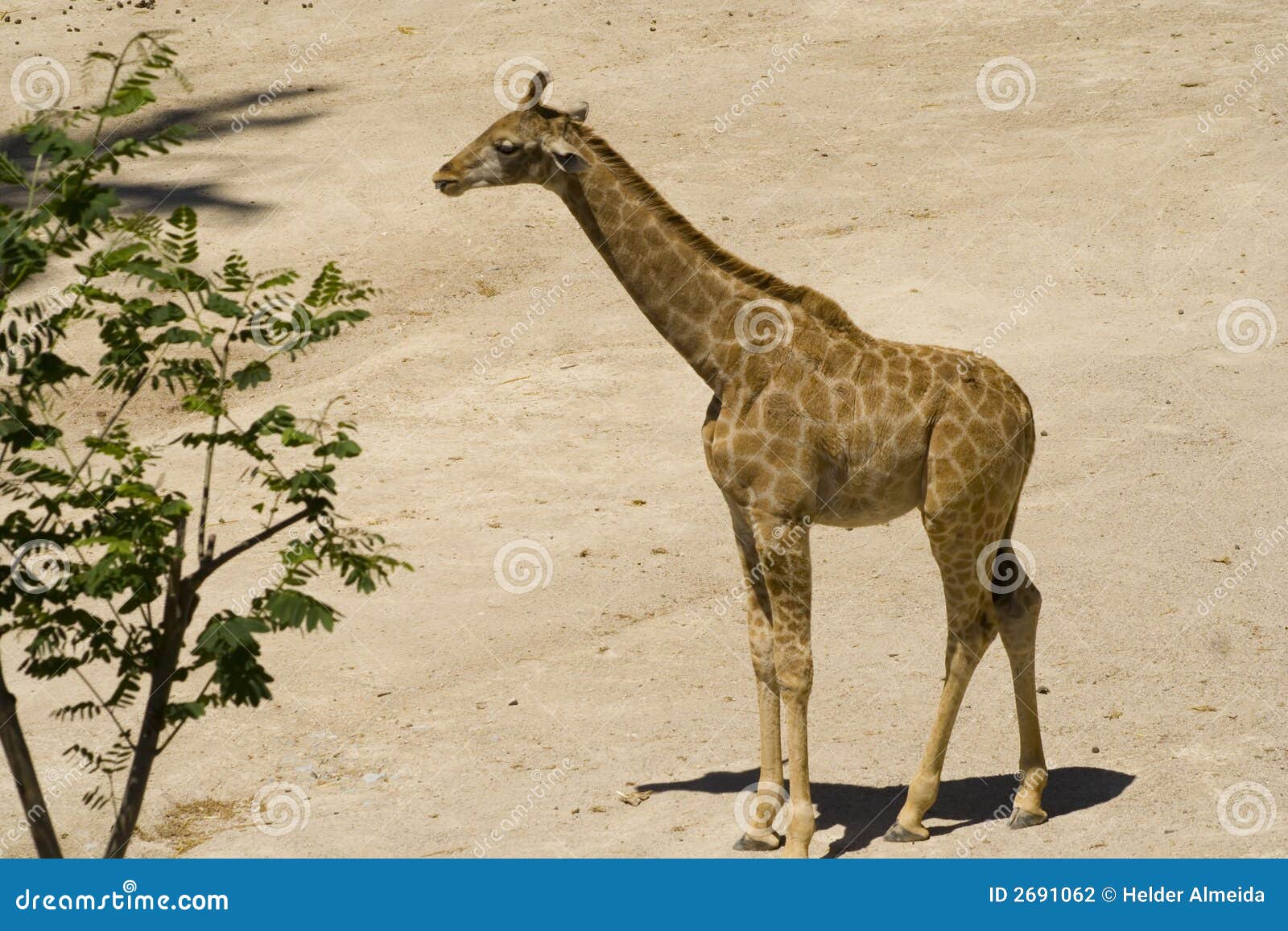 Girrafe 3 stock photo. Image of mouth, tree, high, tall - 2691062