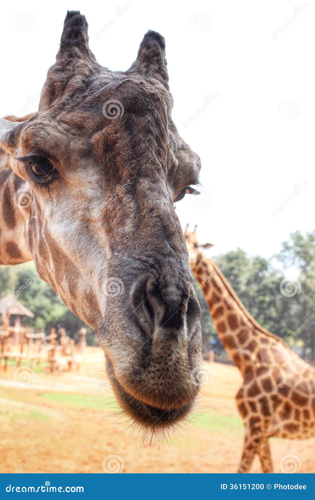 Girrafe stock photo. Image of mammal, brown, spots, giraffa - 36151200