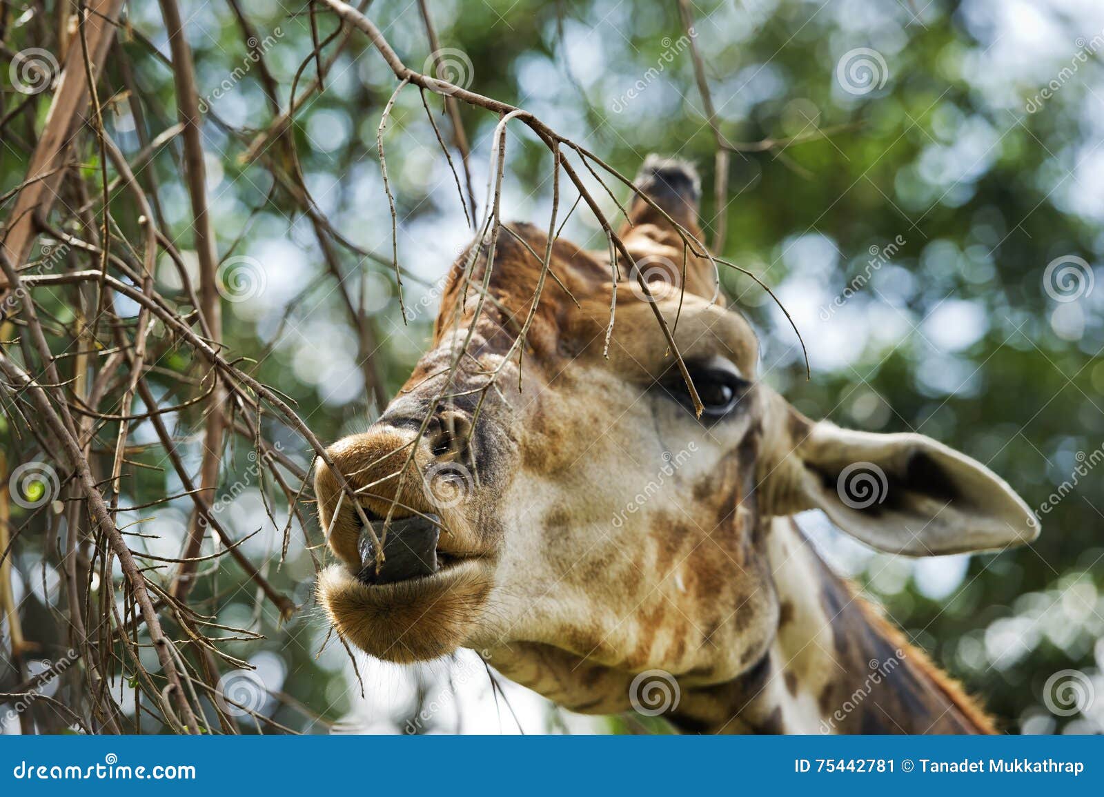 Girrafe eating in zoo stock image. Image of outdoor, safari - 75442781
