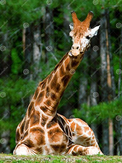 Girraffe stock photo. Image of wildlife, wild, mammals - 2351578